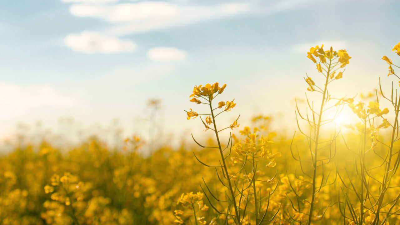 Fry Cooking Oil Delivery and Collection | Pure Edible Oils